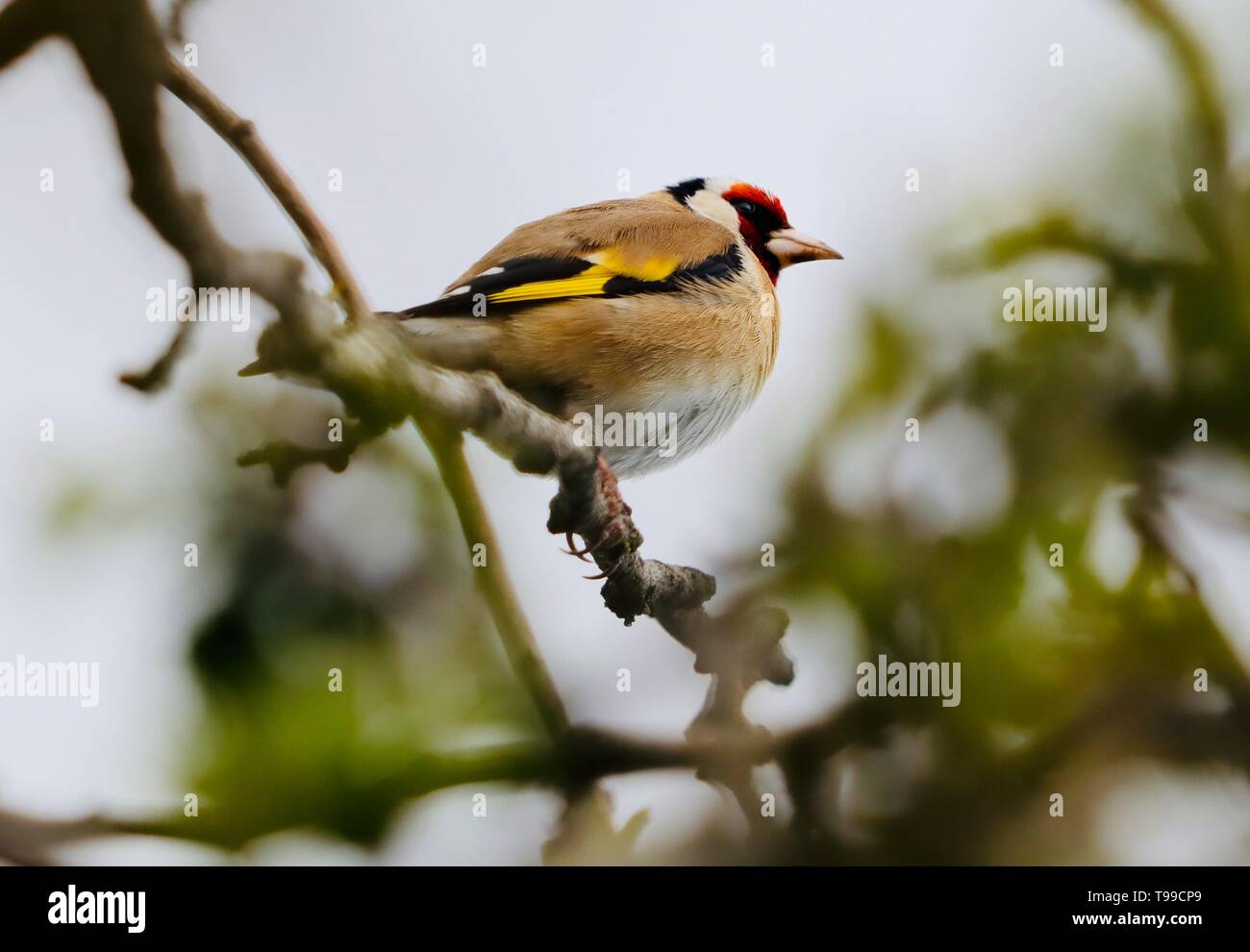 Common british birds hi-res stock photography and images - Alamy