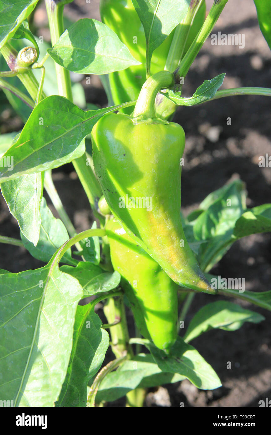 Growing paprika hi-res stock photography and images - Alamy