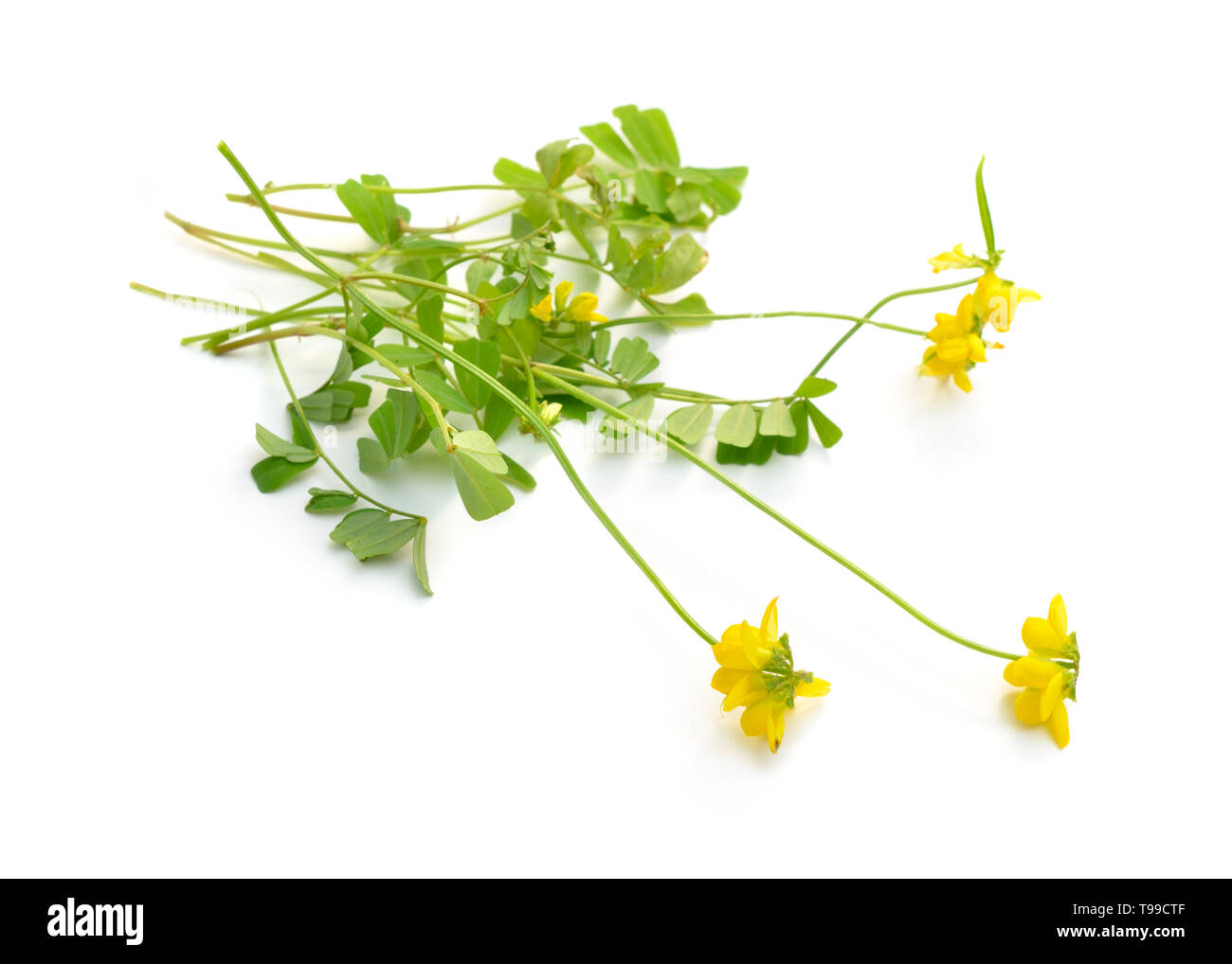 Yellow coronilla flowers. Isolated on white background Stock Photo - Alamy