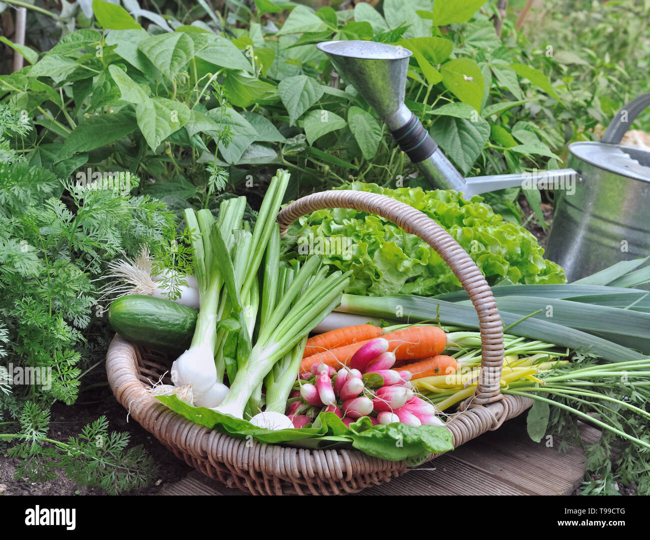 organic vegetables in a wicker basket in a vegetable garden Stock Photo ...