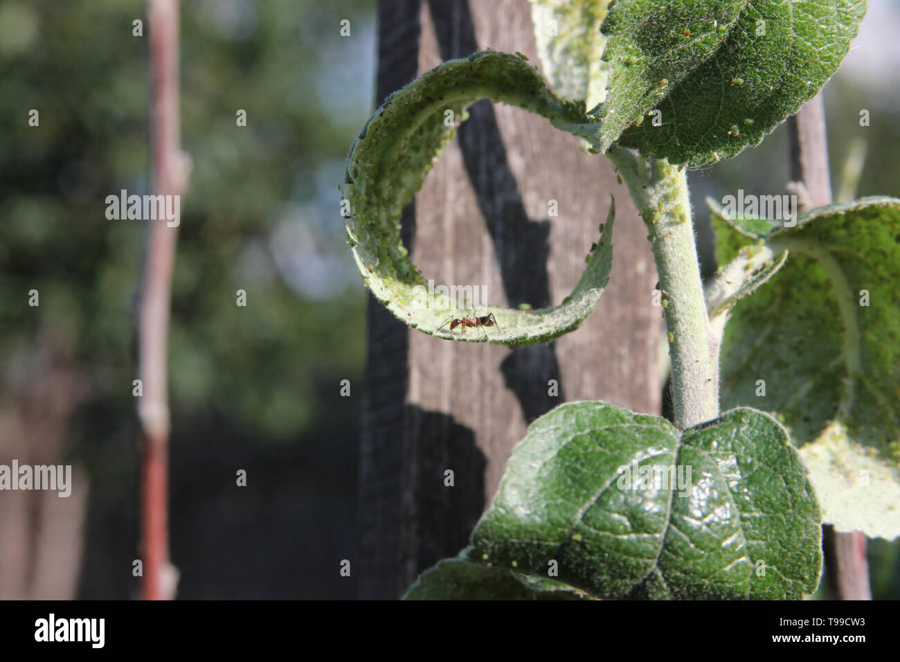 Aphids are sucking juice of the apple-tree and ant is pasturing them on ...