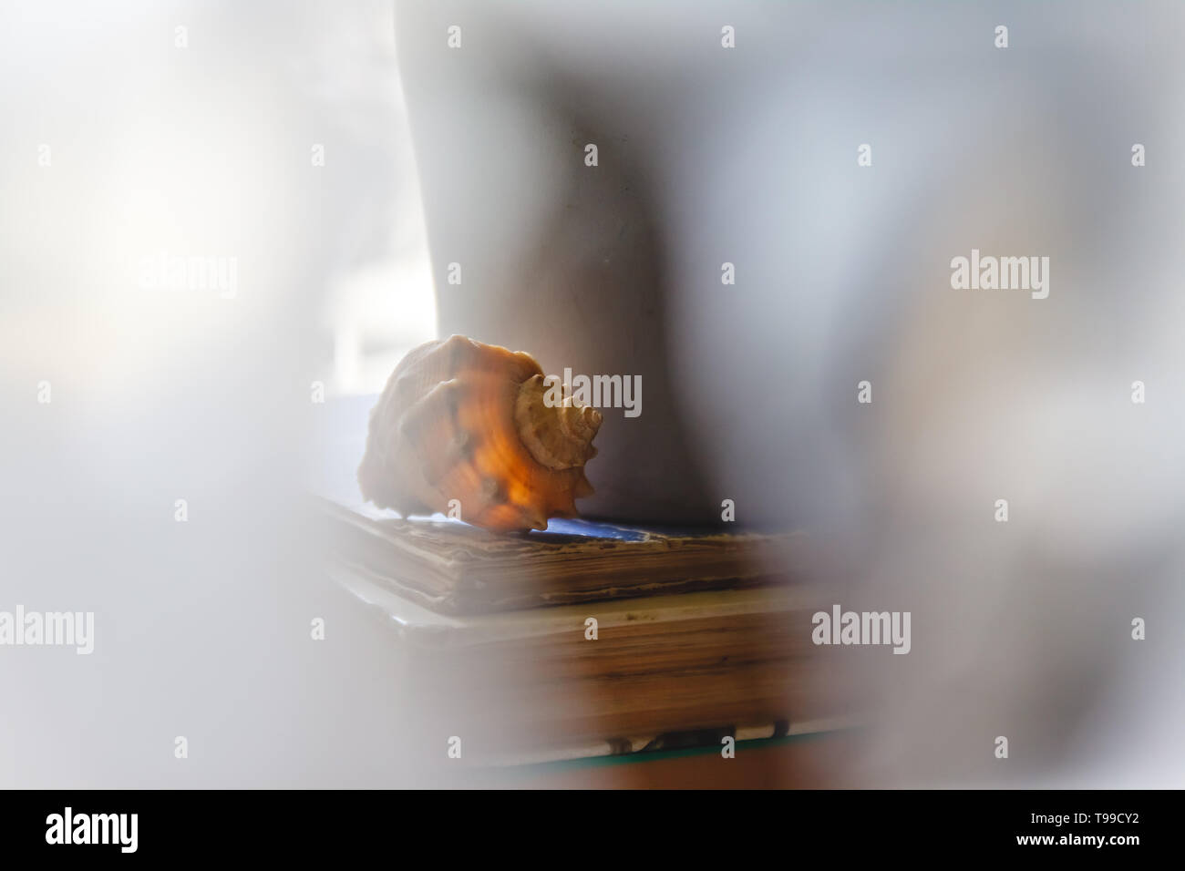 A large sea shell lies on a stack of old books on a light background in ...