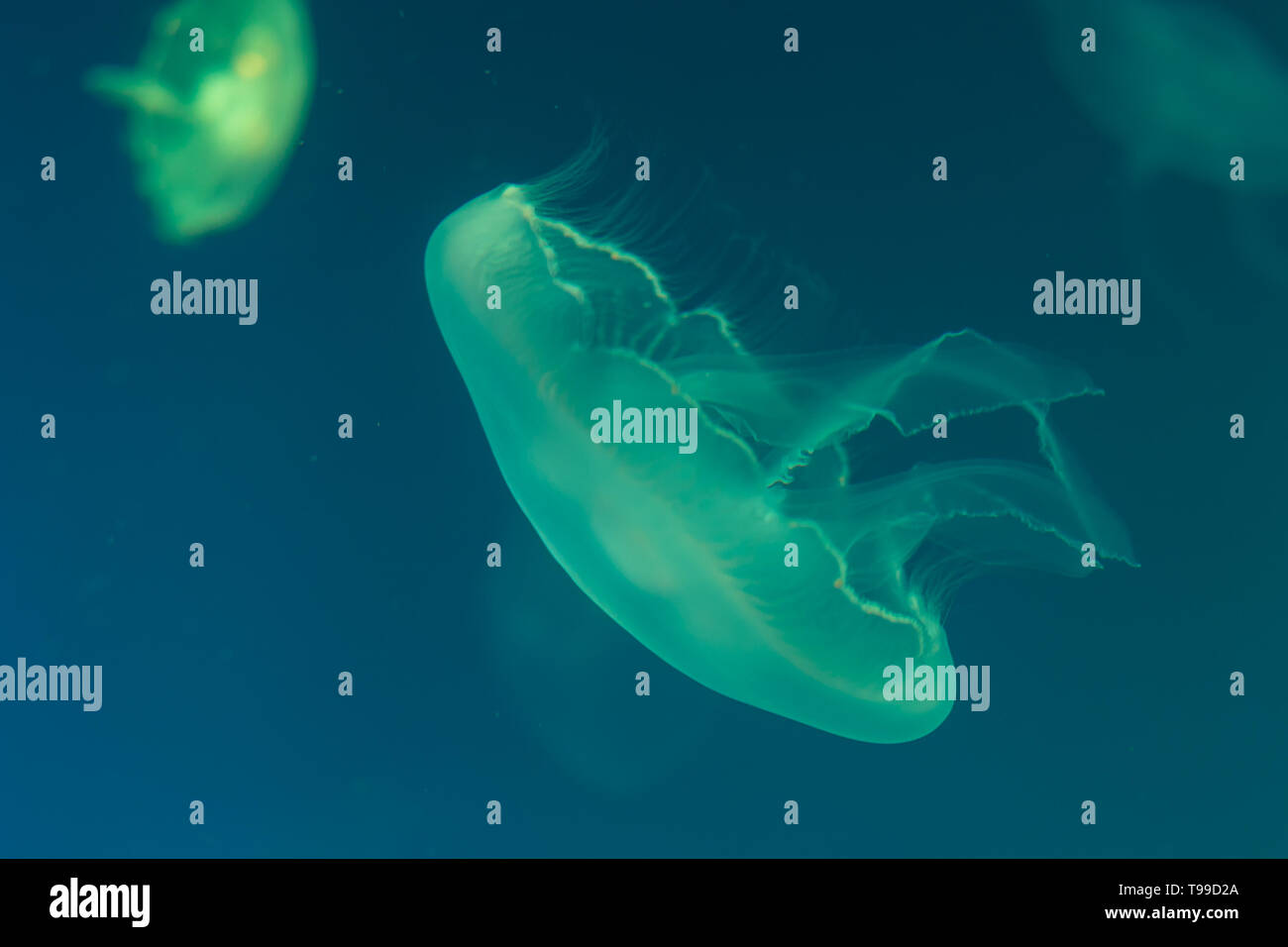 Close-up Jellyfish, Medusa in fish tank with neon light. Jellyfish is ...