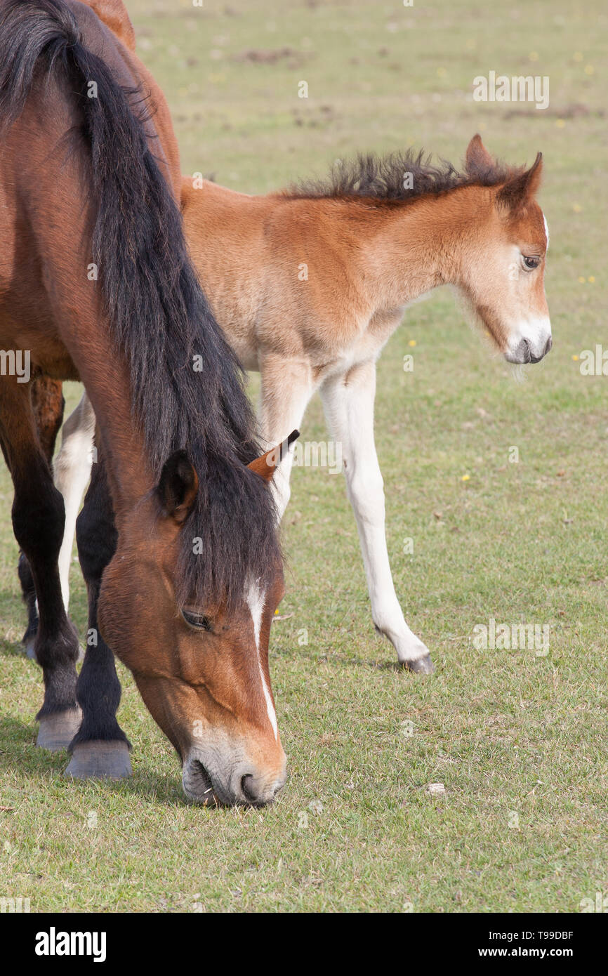 Hardy new forest pony hi-res stock photography and images - Alamy