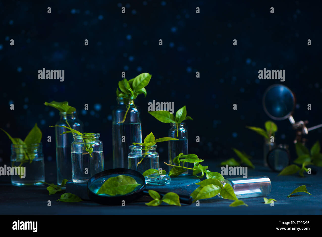 Naturalist lab header. Green plants in glass bottles with a magnifying ...