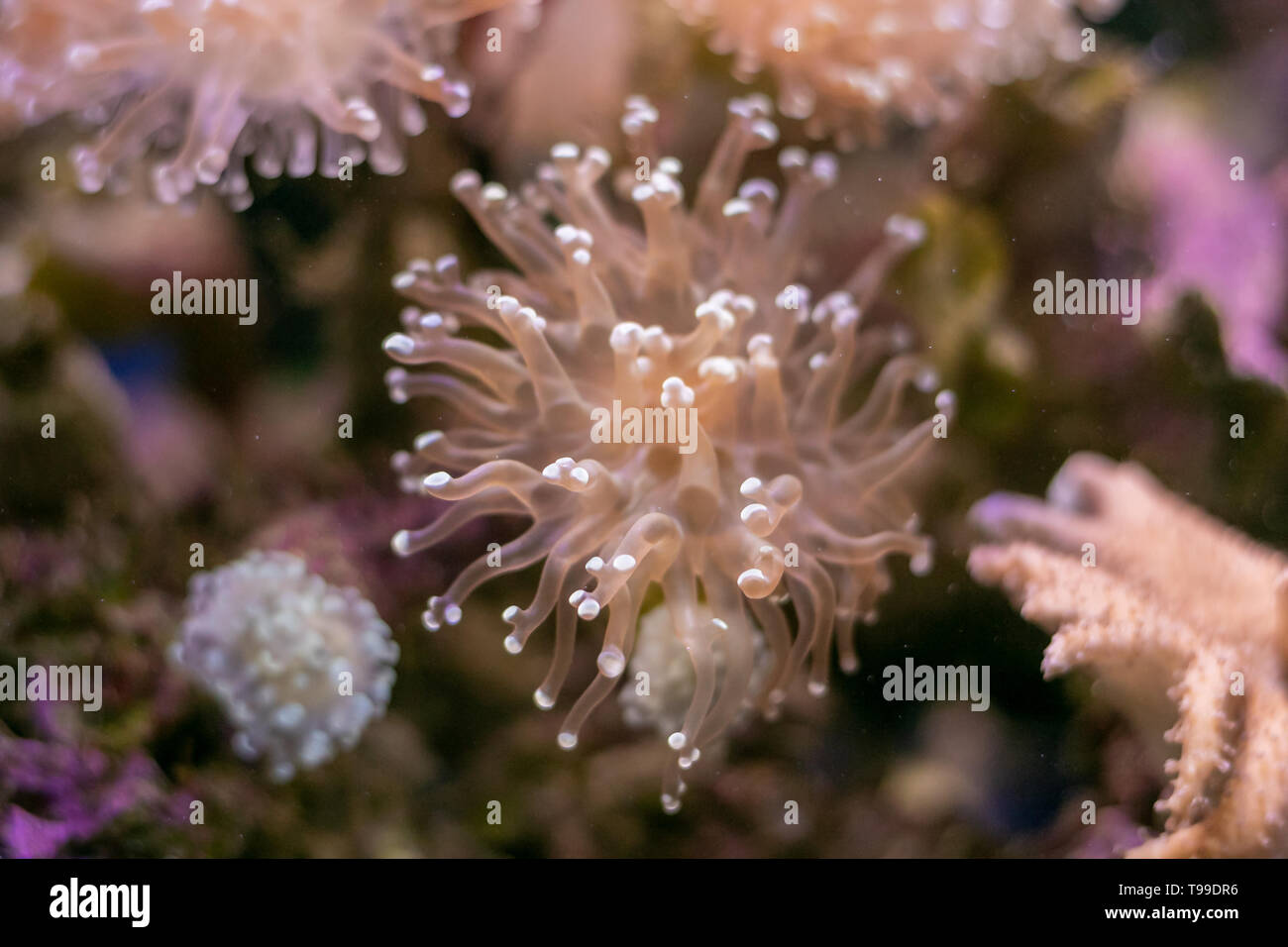 Beautiful sea flower in underwater world with corals and fish Stock ...