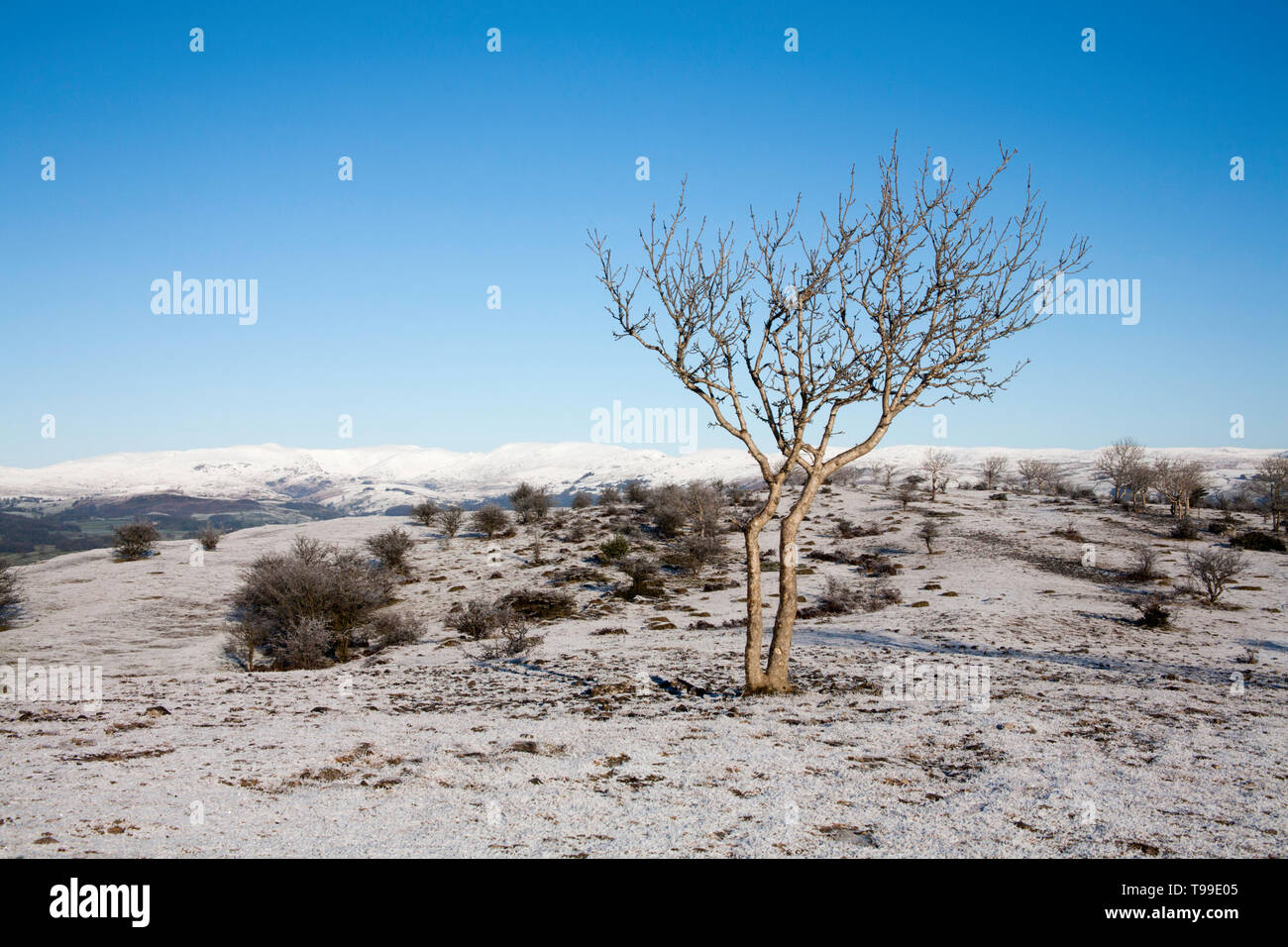 Tree framing Snow covered fells on a clear winter day view from Scout ...