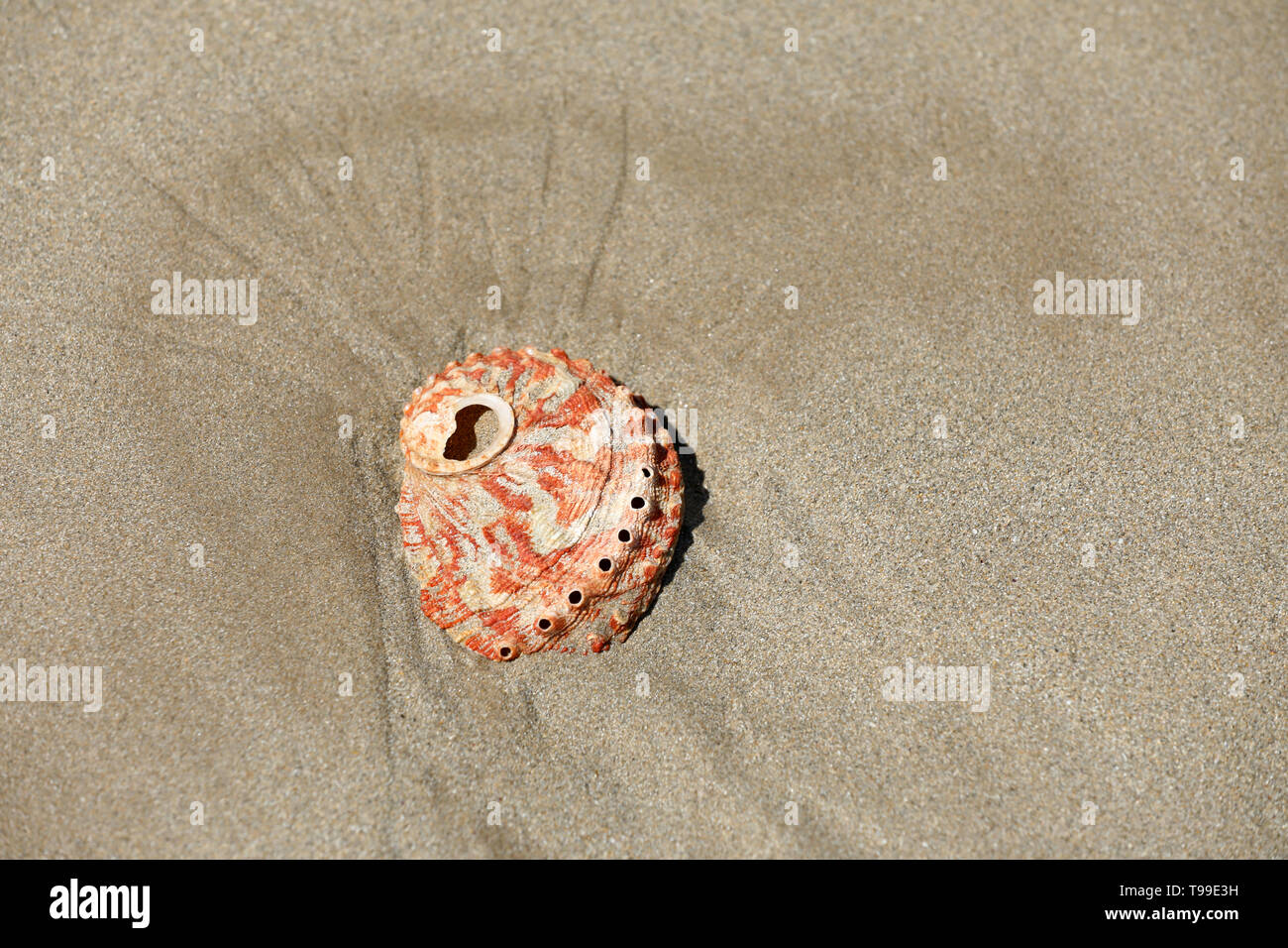 Sand beach with shells Stock Photo - Alamy