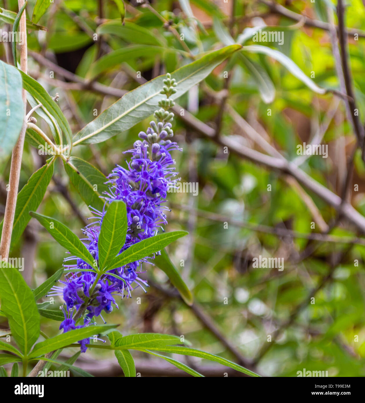 Wild flowers in natural ambient Stock Photo - Alamy