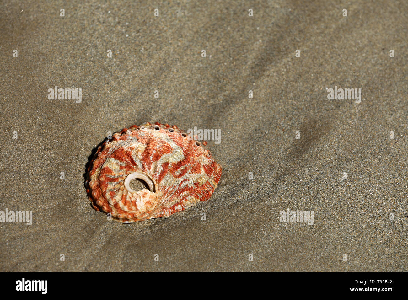 Sand beach with shells Stock Photo - Alamy