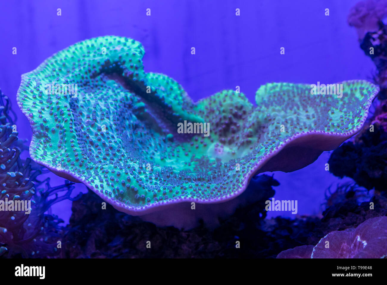 Beautiful sea flower in underwater world with corals and fish Stock ...
