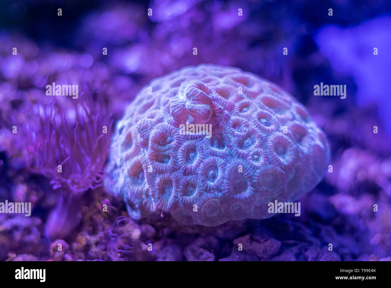 Beautiful sea flower in underwater world with corals and fish Stock ...