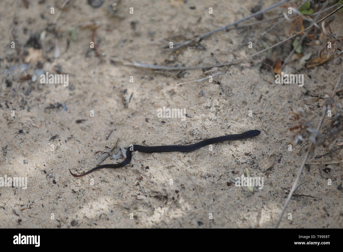 Snake in Australia on the beach Stock Photo - Alamy