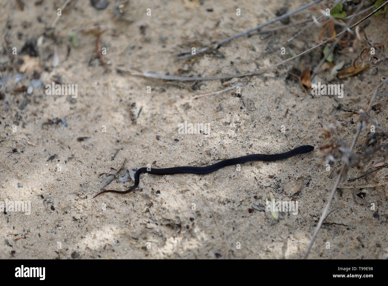 Australia sand snake hi-res stock photography and images - Alamy