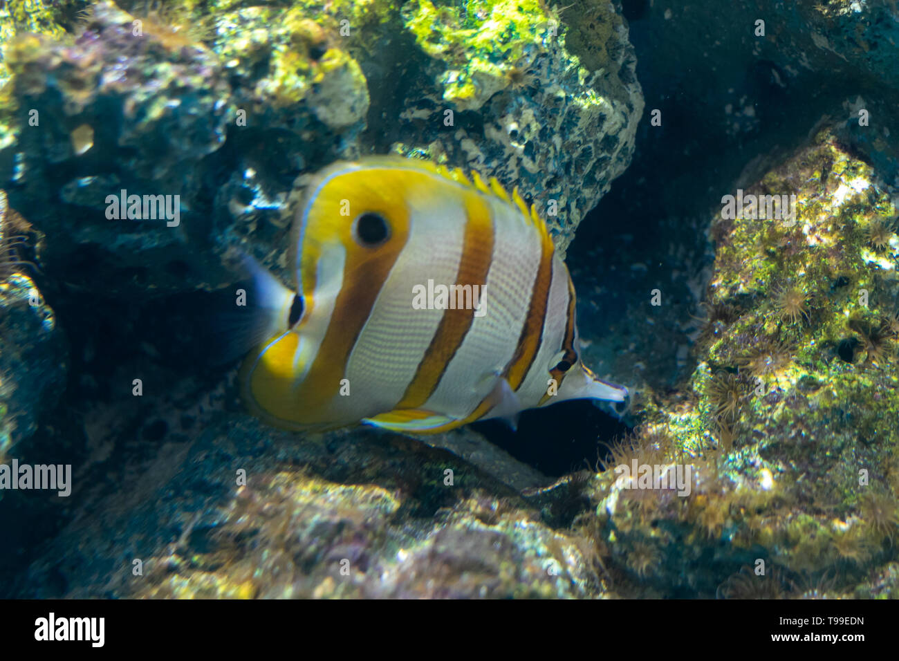 Close up beautiful fish in the aquarium on decoration of aquatic plants ...