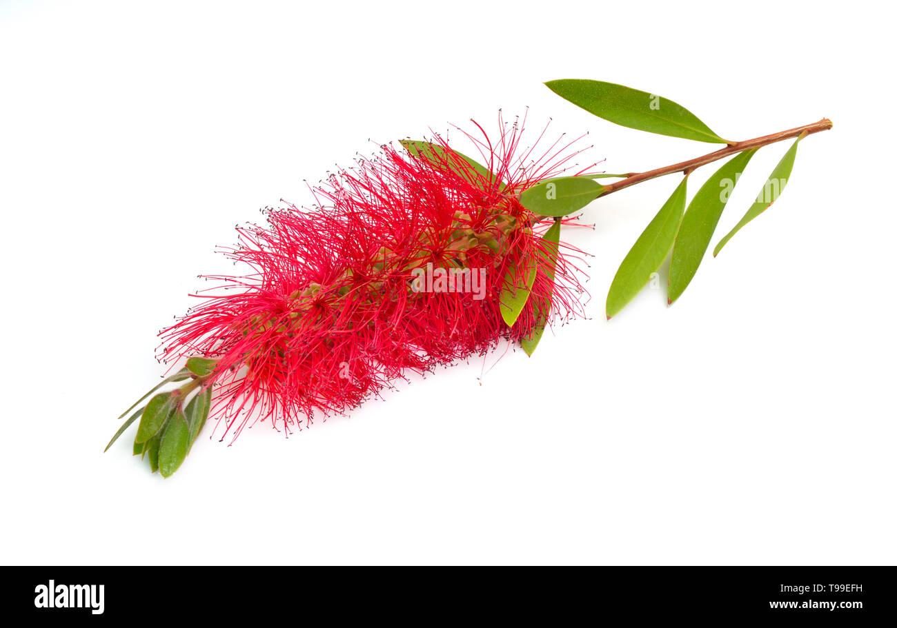 Flowering red Melaleuca, paperbarks, honey-myrtles or tea-tree ...