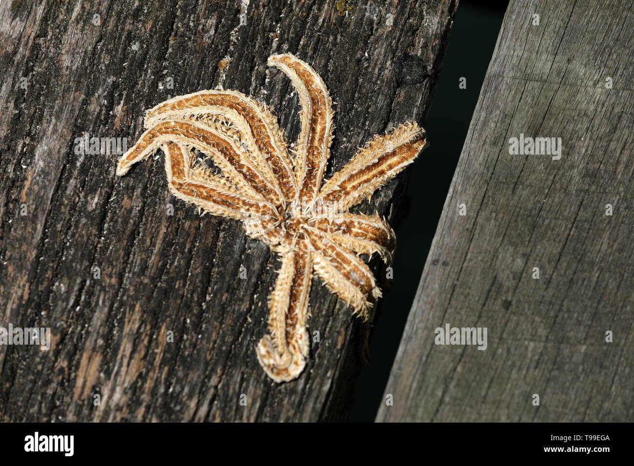 Exotic pier beach hi-res stock photography and images - Alamy