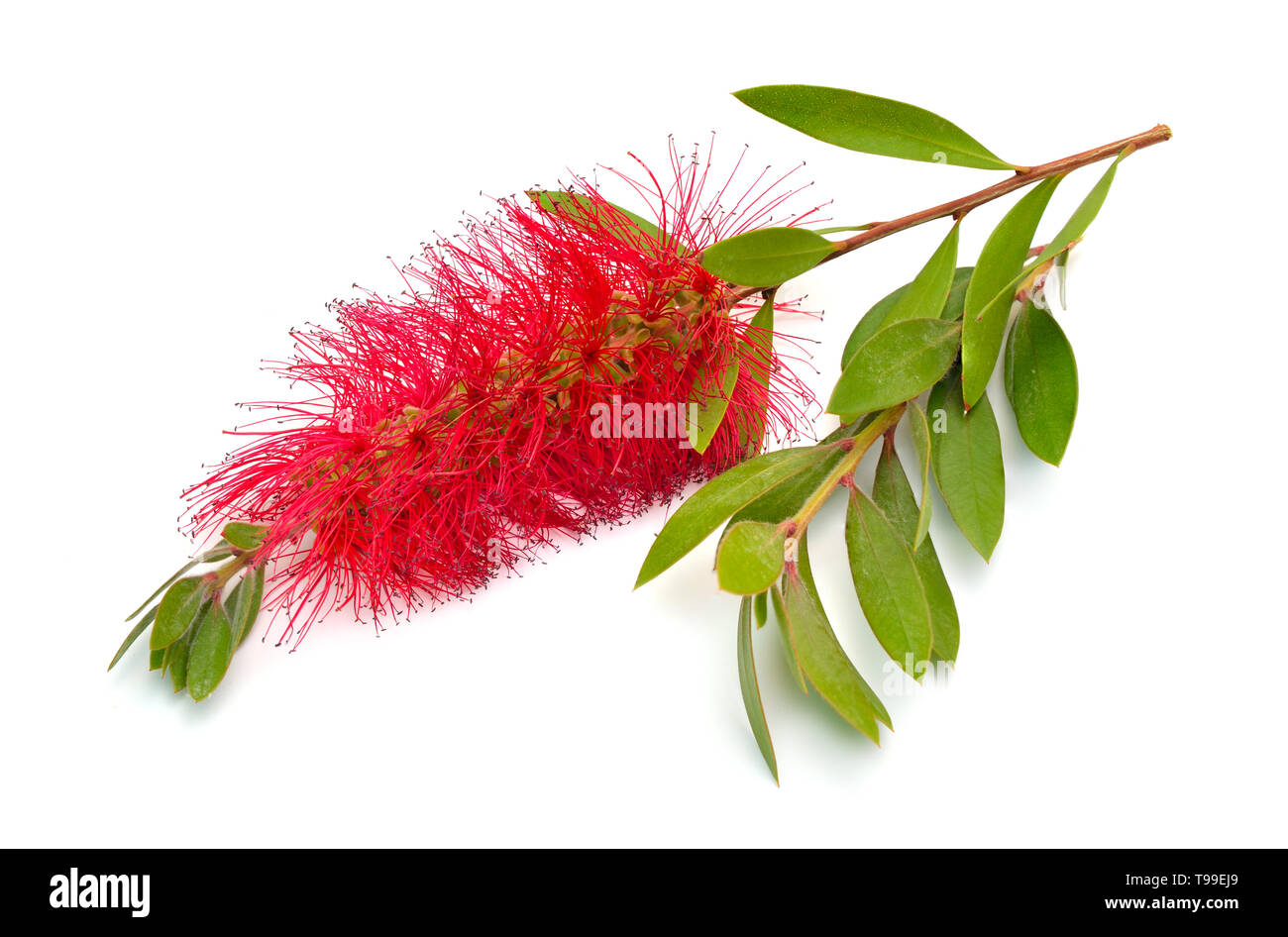Flowering red Melaleuca, paperbarks, honey-myrtles or tea-tree ...