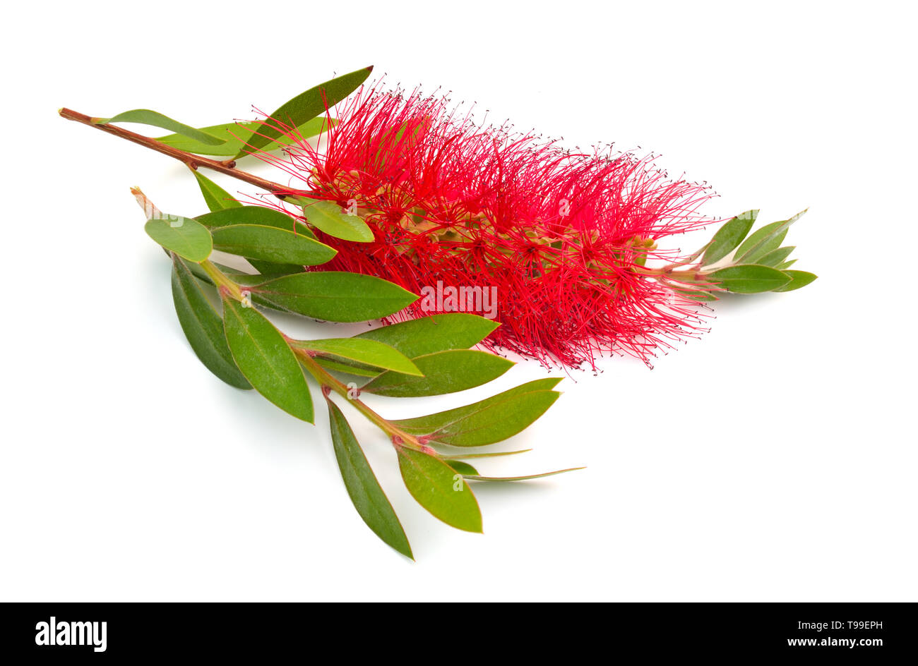 Melaleuca alternifolia leaves plant hi-res stock photography and images ...