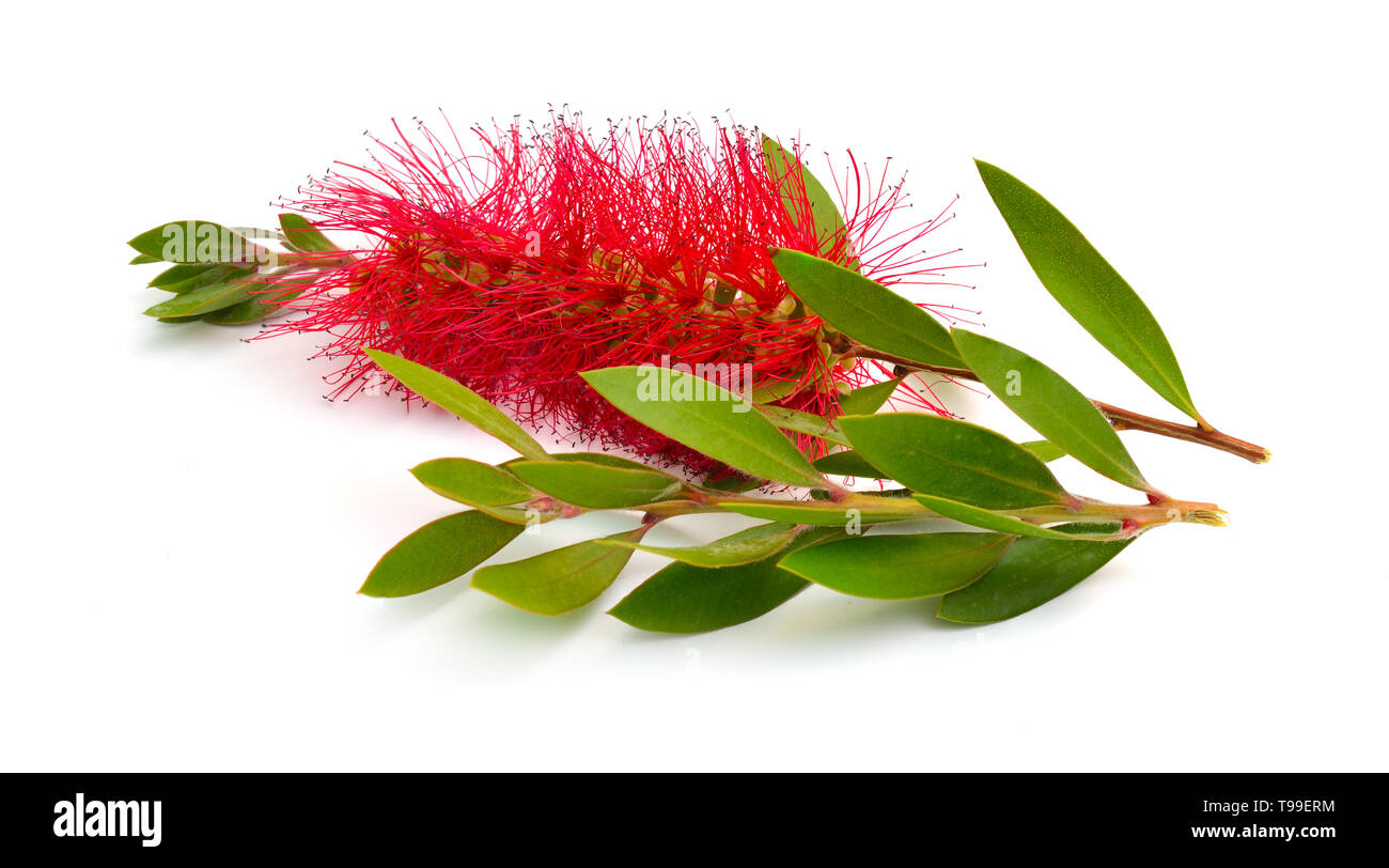 Melaleuca Alternifolia Leaves Plant High Resolution Stock Photography ...