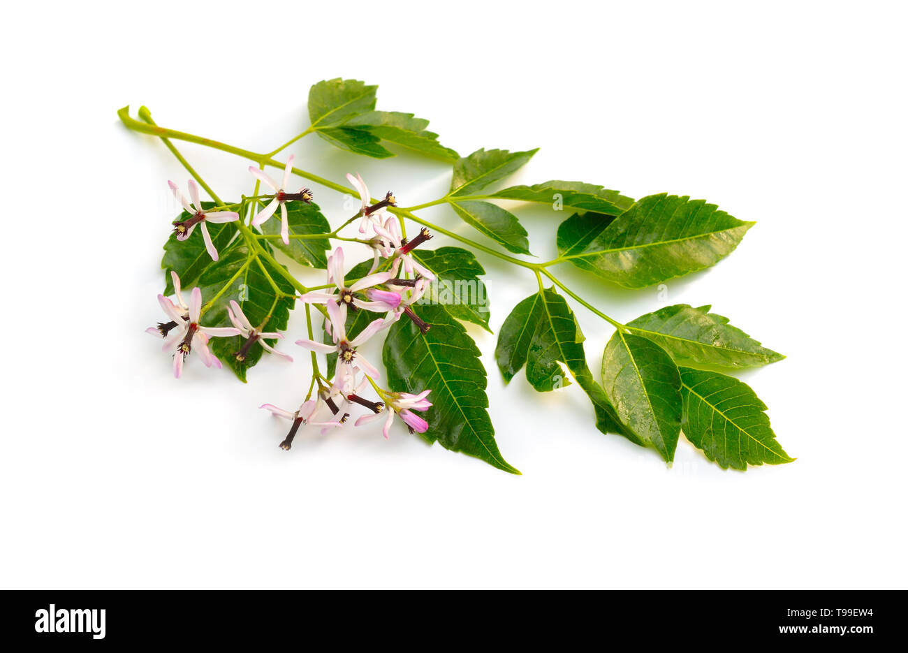 Melia azedarach, chinaberry tree Pride of India bead-tree, Cape lilac ...