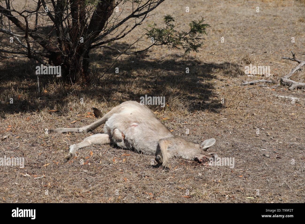 Dead Kangaroo High Resolution Stock Photography and Images - Alamy