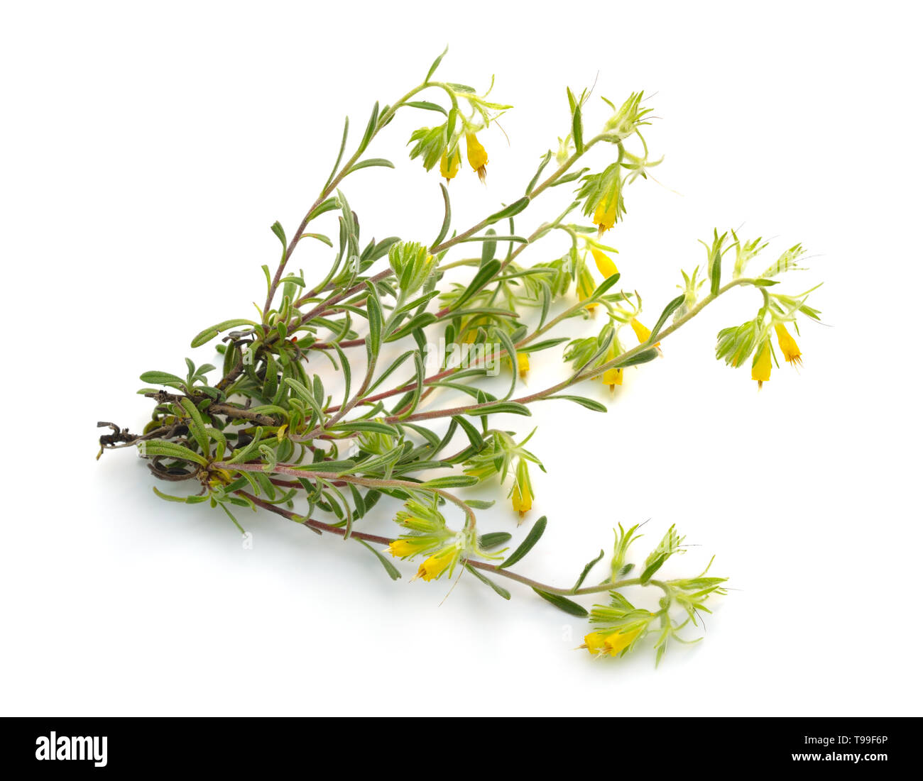 White wild spring flowers floral blooming flowering Cut Out Stock ...