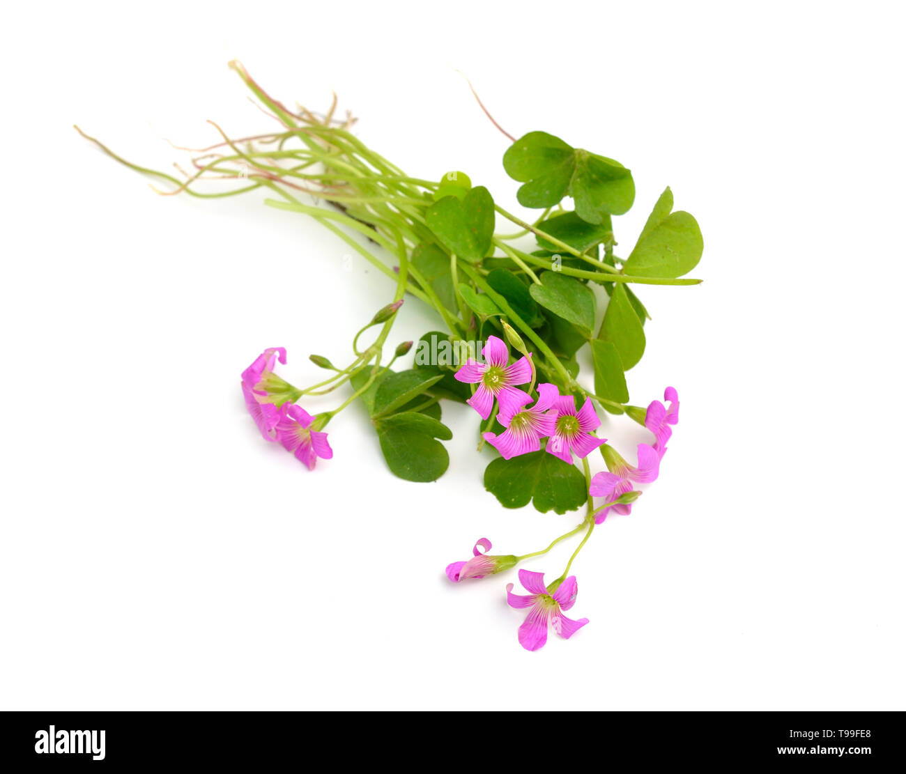 Pink Oxalis corymbosa, wood-sorrel. Isolated on white background Stock ...