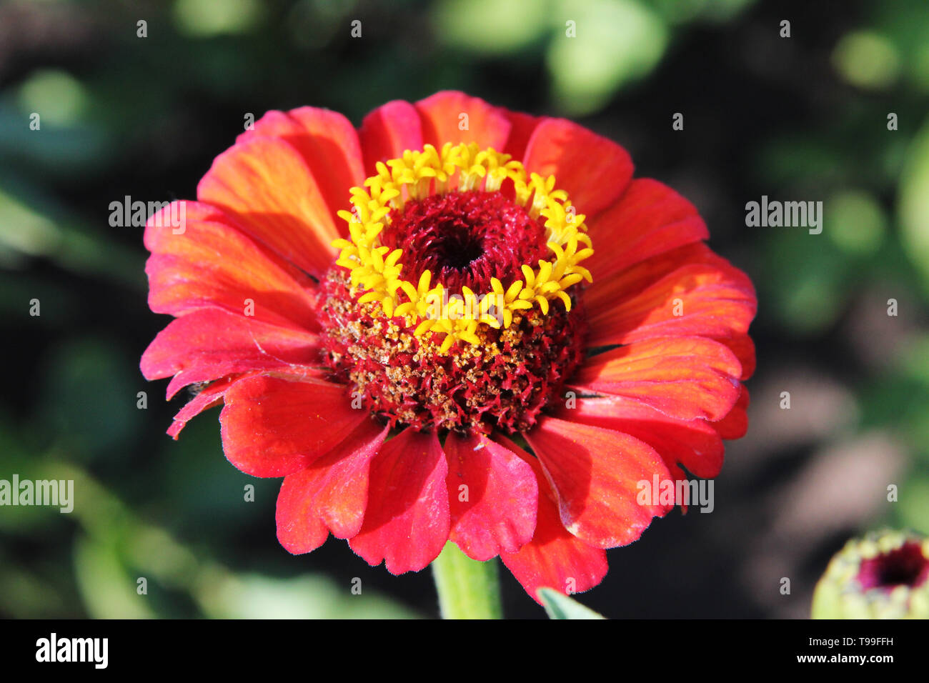 Garden red flower hi-res stock photography and images - Alamy