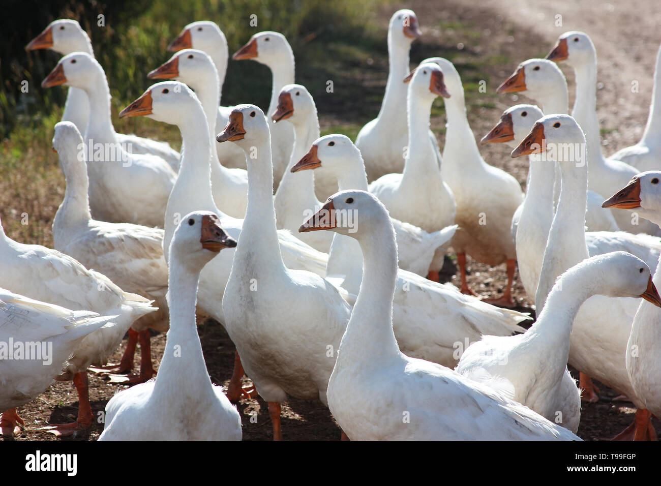 A crowd of birds hi-res stock photography and images - Alamy