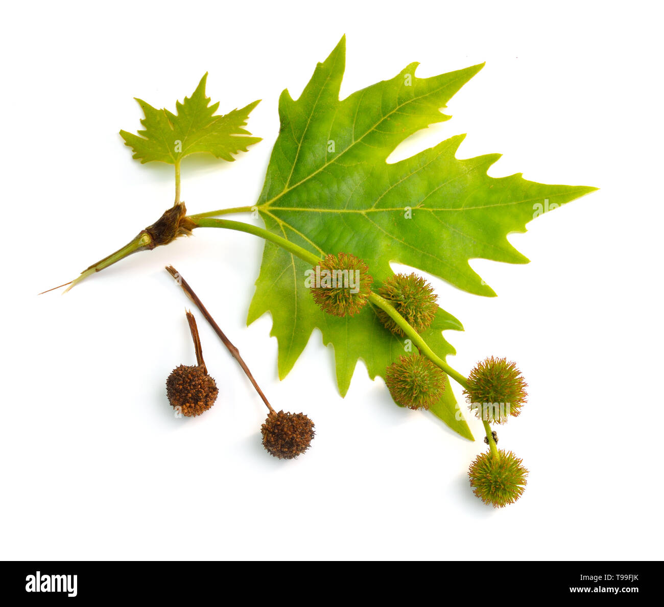 Leaves and fruit of Platanus. planes or plane trees. Isolated on white ...