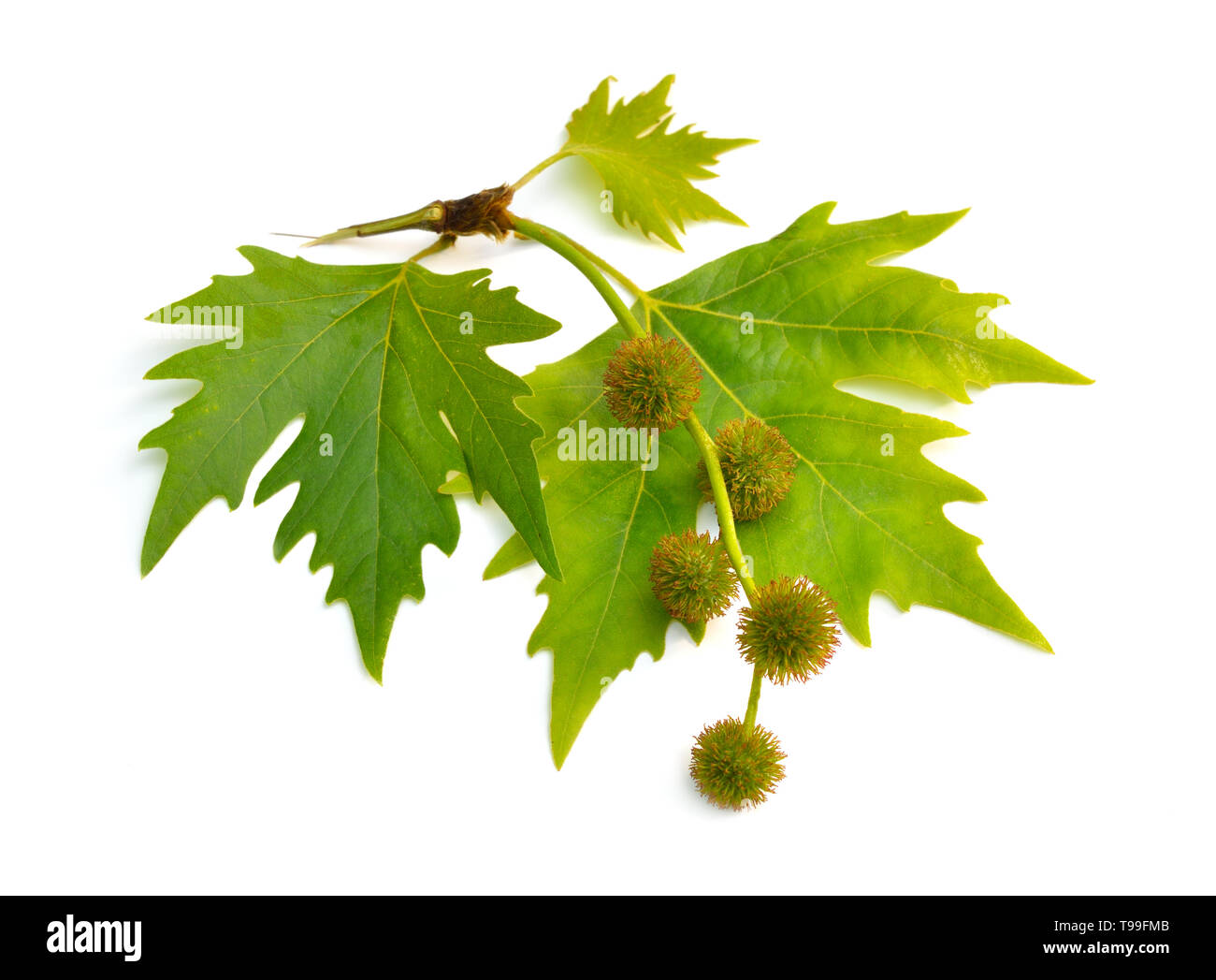 Leaves fruits platanus occidentalis Cut Out Stock Images & Pictures - Alamy