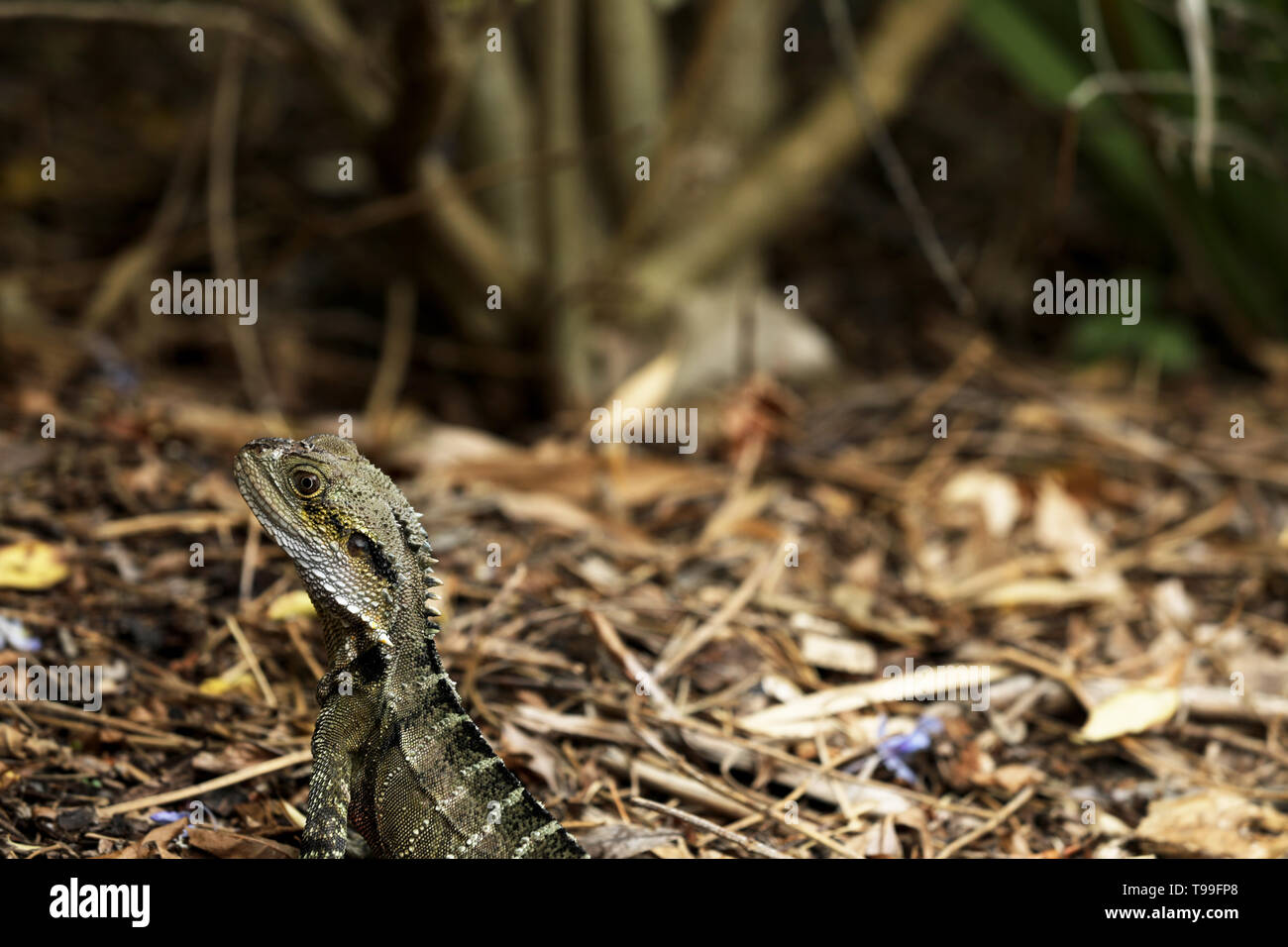 Lizard in the sun in Australia Stock Photo - Alamy