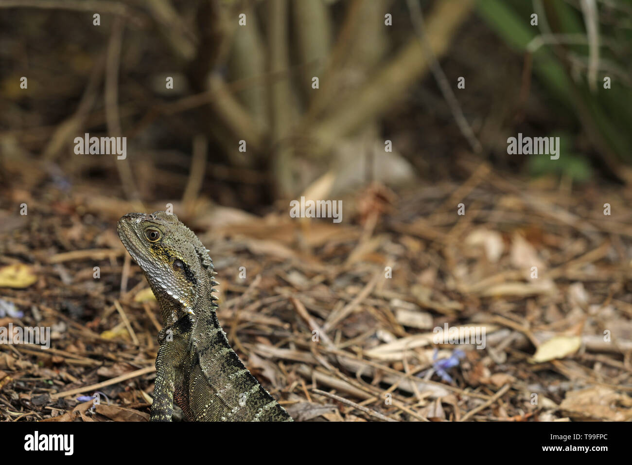 Australian rainforest creeper hi-res stock photography and images - Alamy