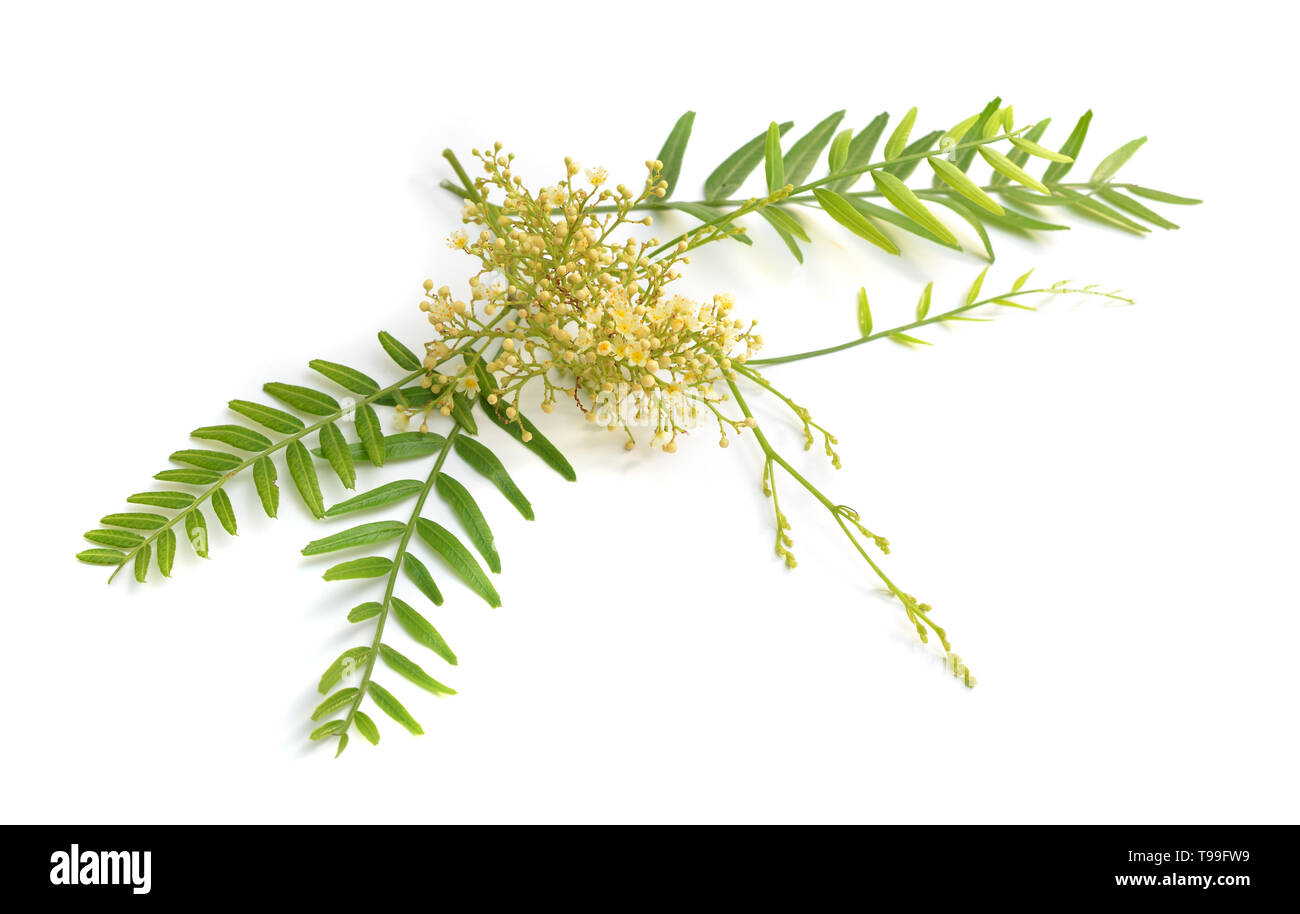 Flowering shinus molle. Peruvian pepper, American pepper, Peruvian ...