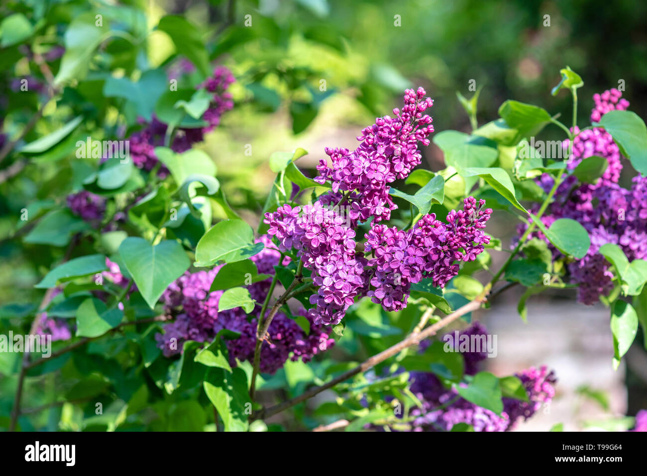 Garden lilac spring hi-res stock photography and images - Alamy