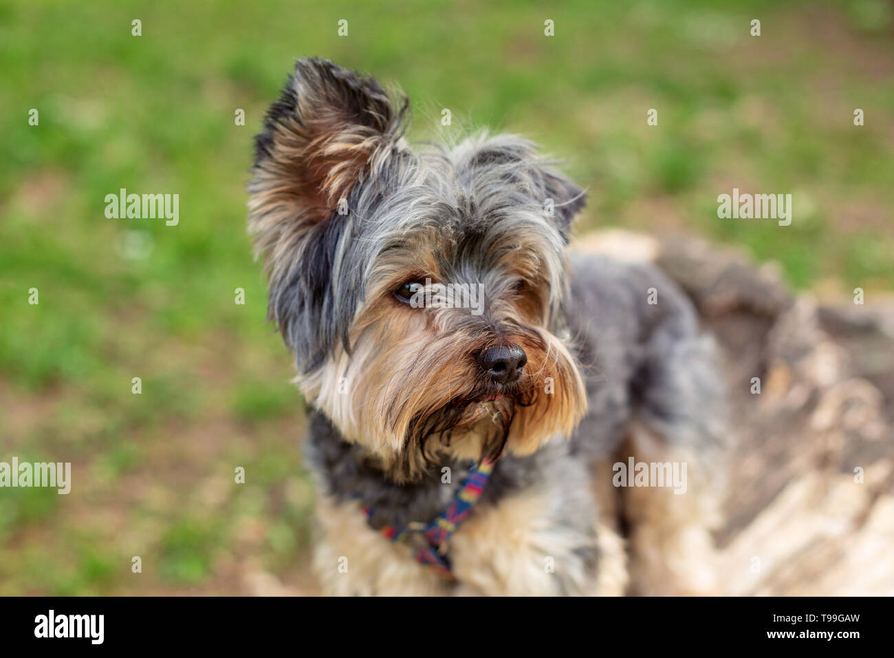 Beautiful cute Yorkshire Terrier enjoying in park Stock Photo - Alamy