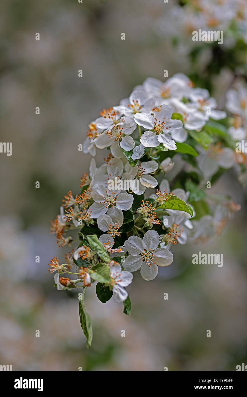 Spring fruit tree hi-res stock photography and images - Alamy