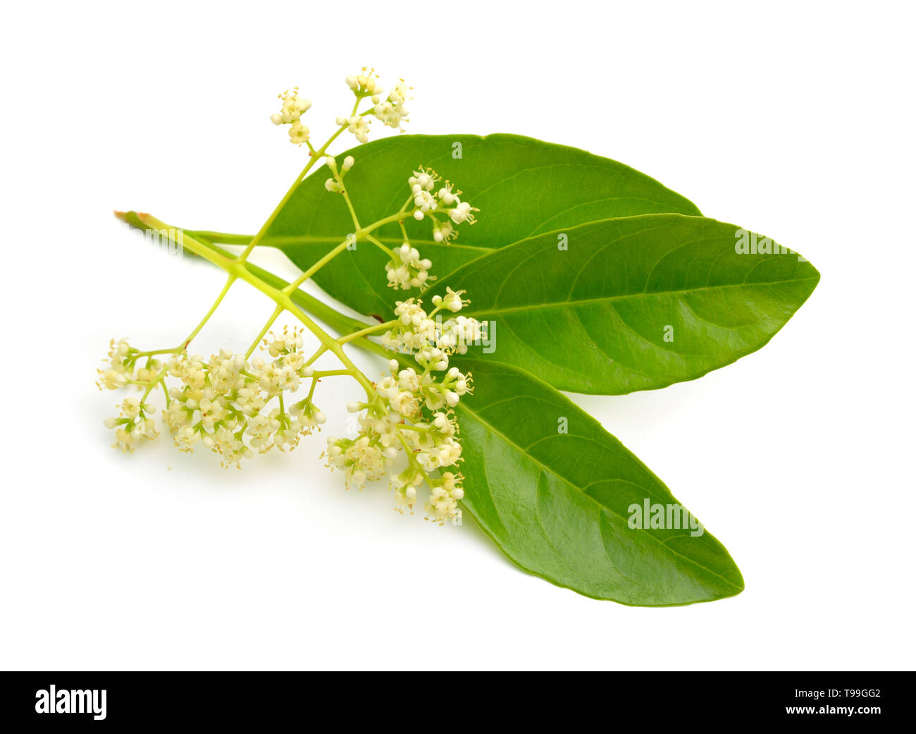 Viburnum odoratissimum, commonly known as sweet viburnum. Isolated ...