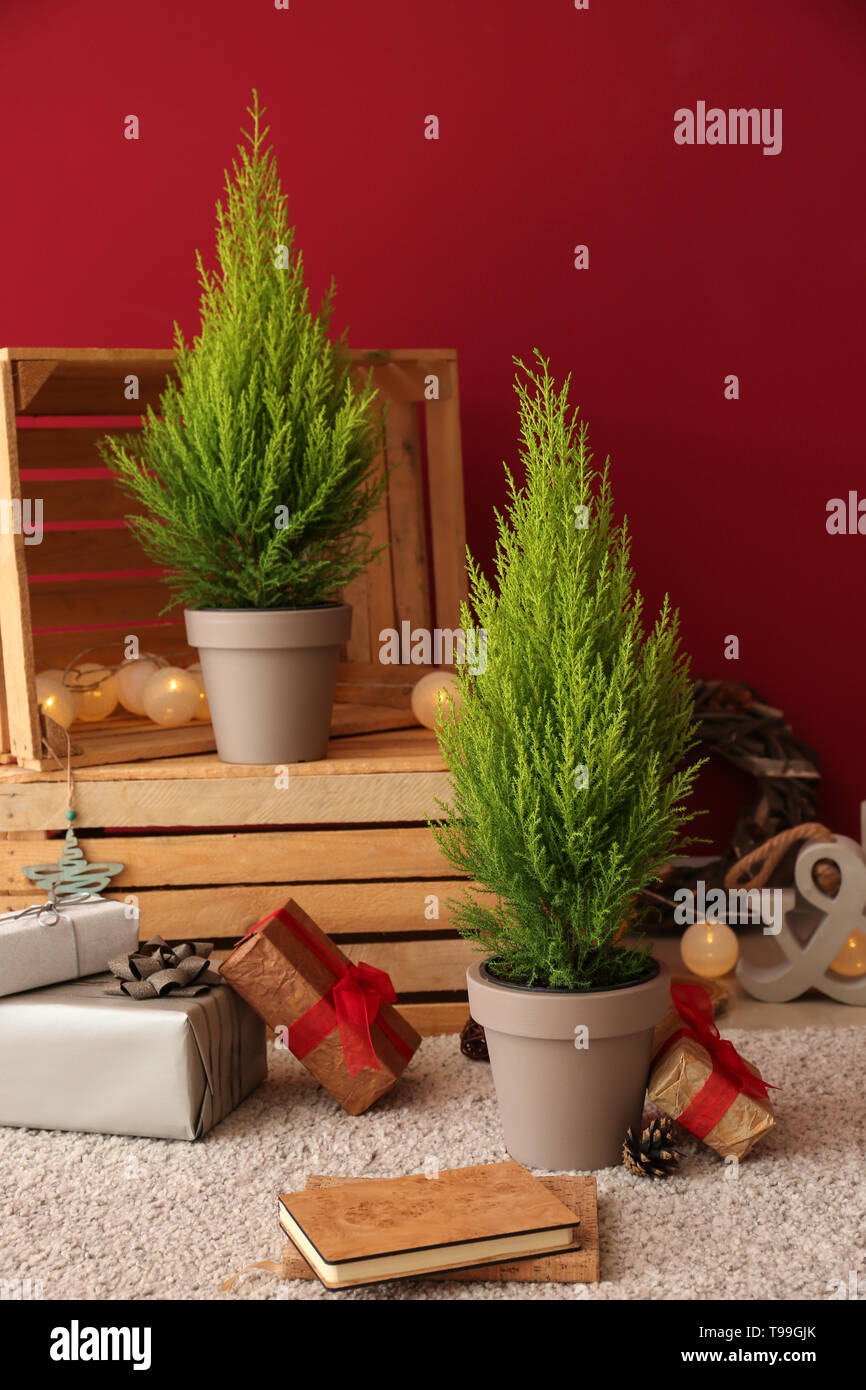 Thuya trees with Christmas gifts and decor near color wall Stock Photo ...