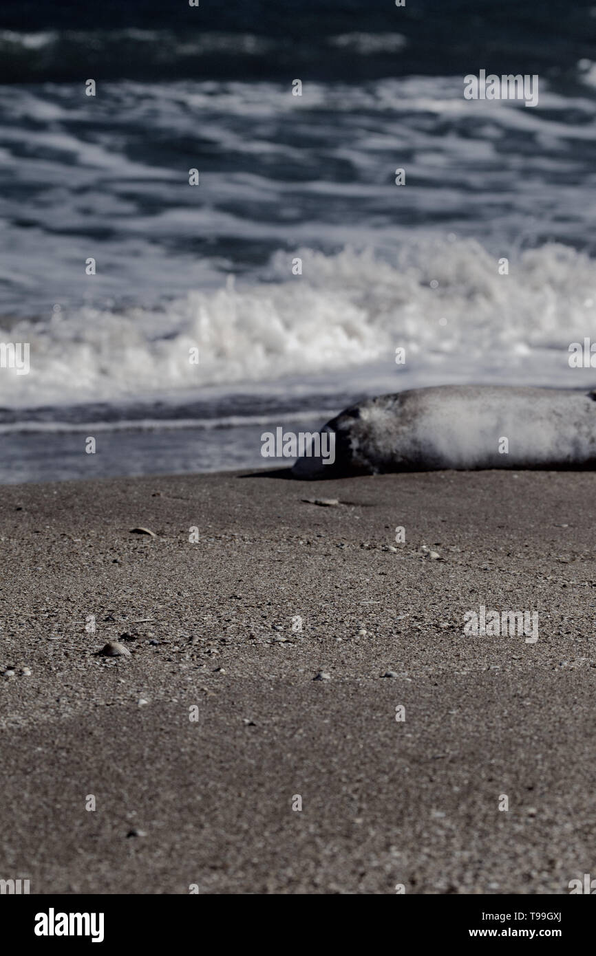 Dead Dolphin on beach. Common porpoise (Phocoena phocoena relicta ...