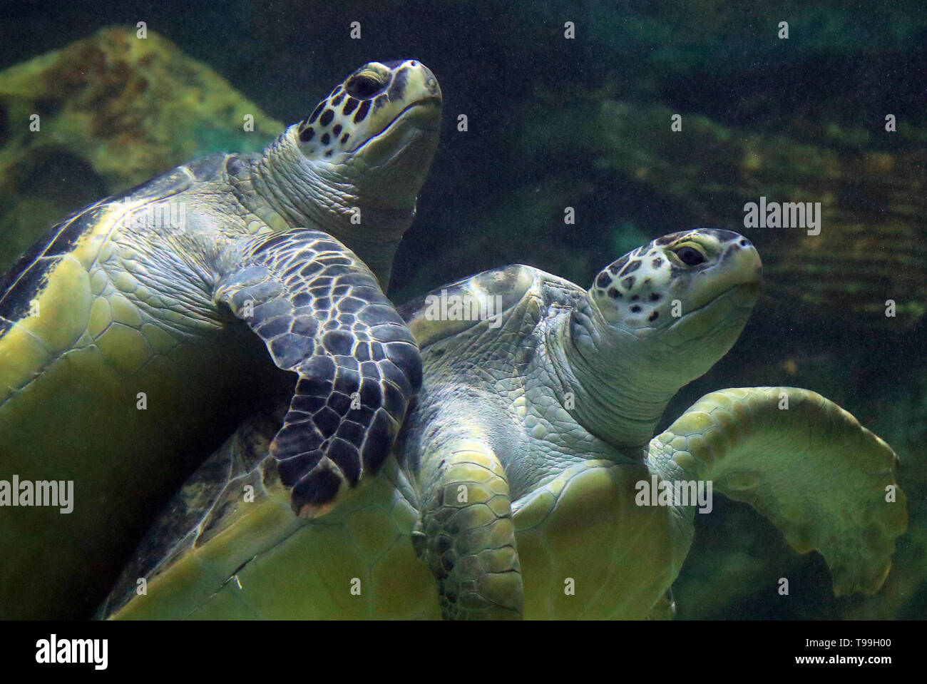Gulliver top and lulu two green sea turtles hi-res stock photography ...