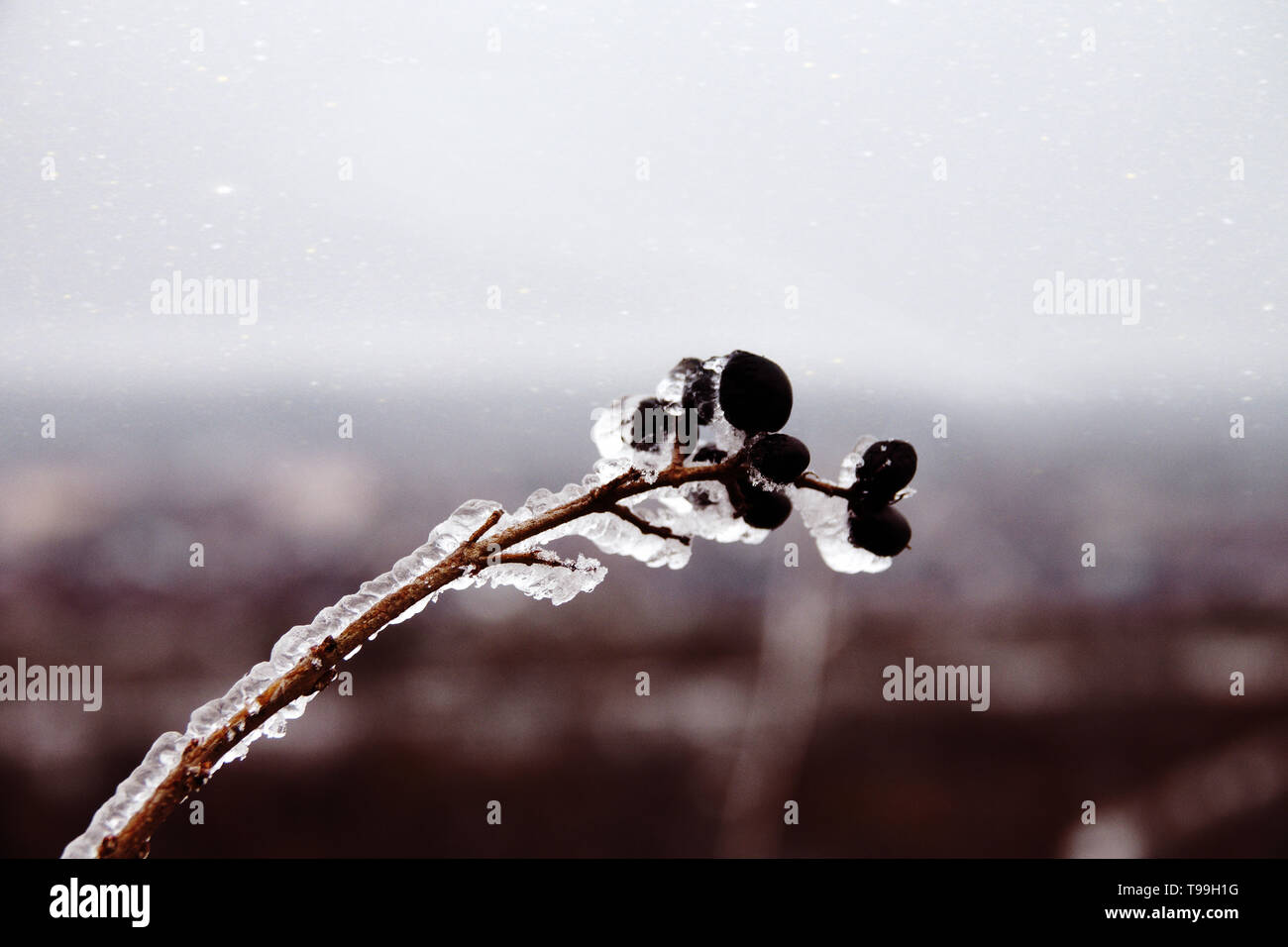 Natural disaster in form of ice rain came to southern region of Eastern ...