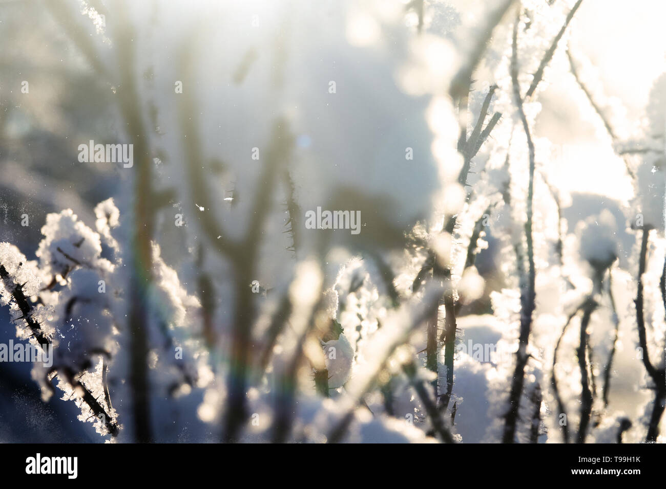 Rosa rugosa rubra winter hi-res stock photography and images - Alamy