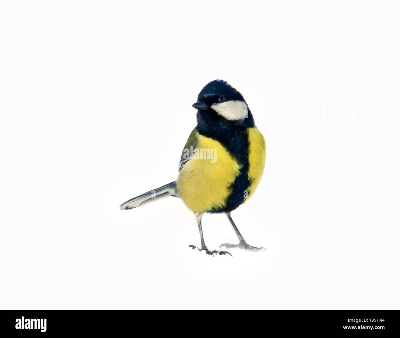 Great tit (Parus major, male) isolated on snow background. It's a funny ...