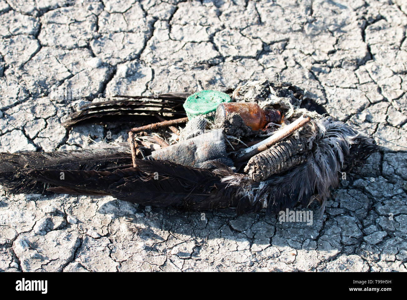 Environmental disaster. Drought and death from pollution of planet by ...