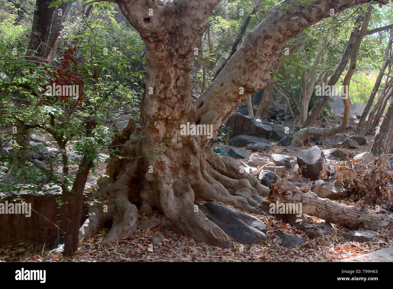 Plane-tree grove, perhaps Platanus kerrii, old light trees with growths ...