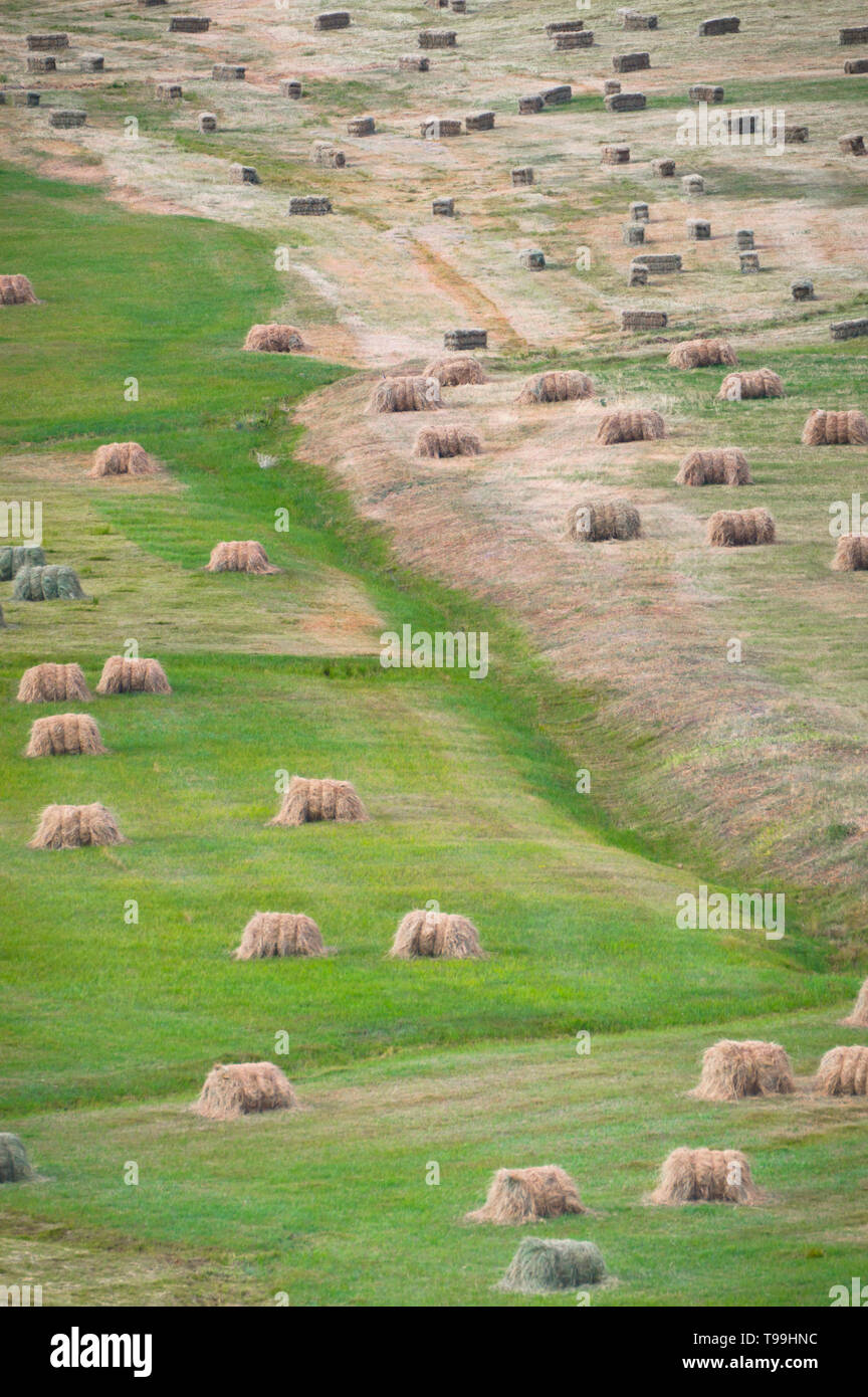 Straw bales on the green field. Vertical photo Stock Photo - Alamy