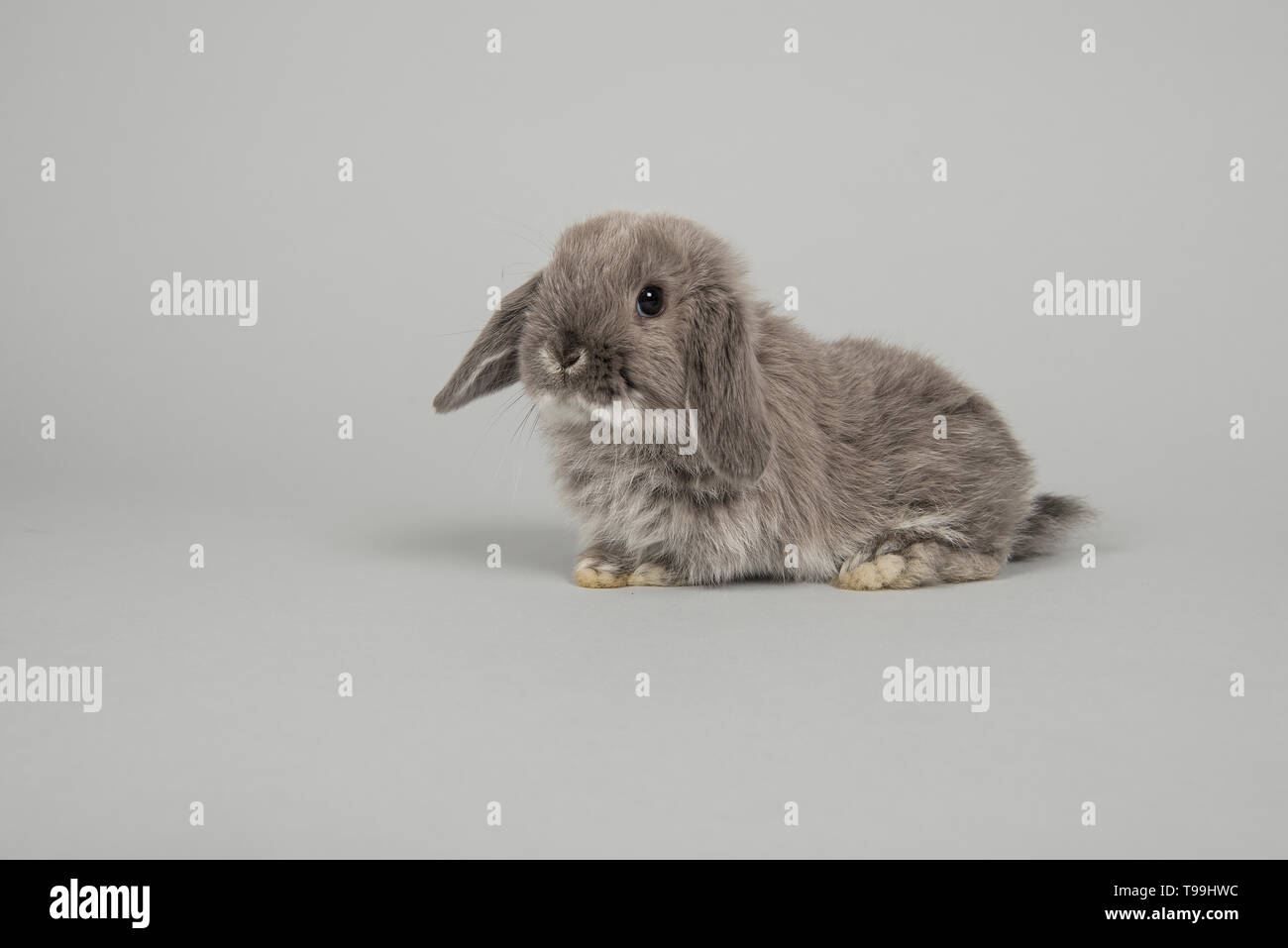 Grey bunny hi-res stock photography and images - Alamy