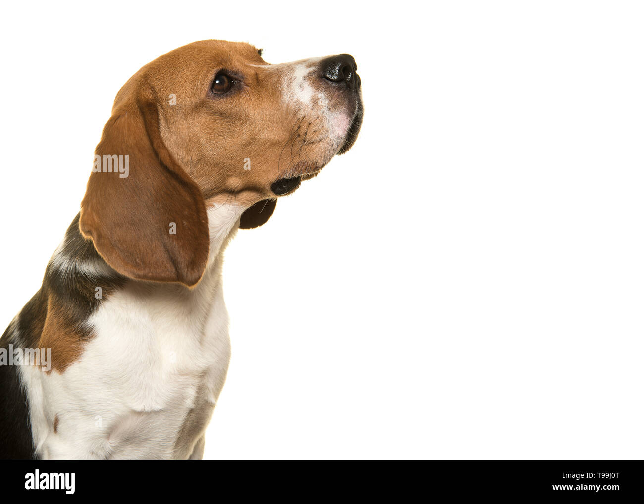 Side portrait of beagle dog hi-res stock photography and images - Alamy